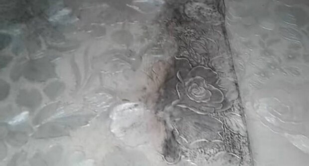 Як позбутися плісняви на шпалерах Читайте на Ukr Net