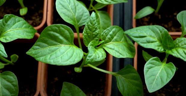 Господиня розповіла як підгодовувати розсаду перцю і помідорів щоб був багатий урожай Читайте