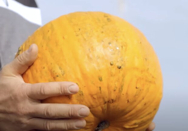 Городникам розповіли як виростити великі та смачні гарбузи з насіння Читайте на Ukr Net