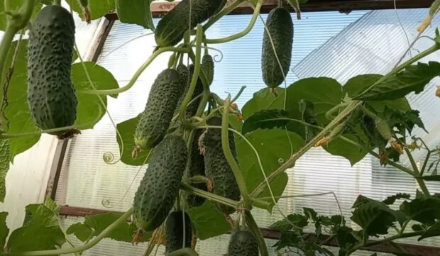 Фермери розповіли як виростити огірки вдвічі швидше Читайте на Ukr Net