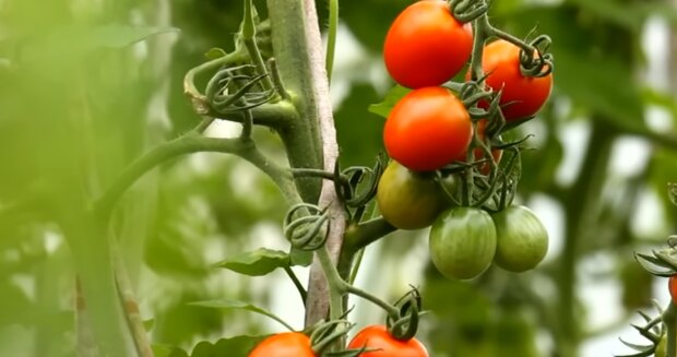 Фермери розповіли коли і як краще садити помідори у відкритий ґрунт у травні Читайте на Ukr Net