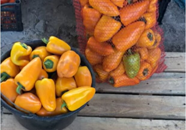 Як правильно висадити розсаду перцю у відкритий ґрунт і що робити потім