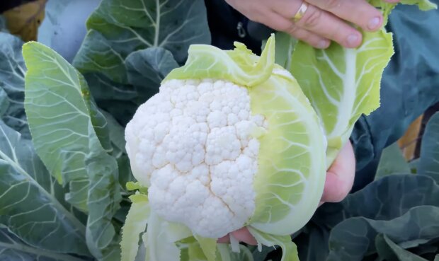 Городникам розповіли коли садити та як доглядати цвітну капусту для гарного врожаю Читайте на