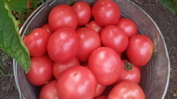 Як виростити максимальний урожай помідорів фермер розкрила секрет Politeka