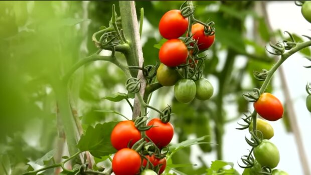 Чим підгодувати помідори влітку фермер назвав найкращі добрива відео Читайте на Ukr Net