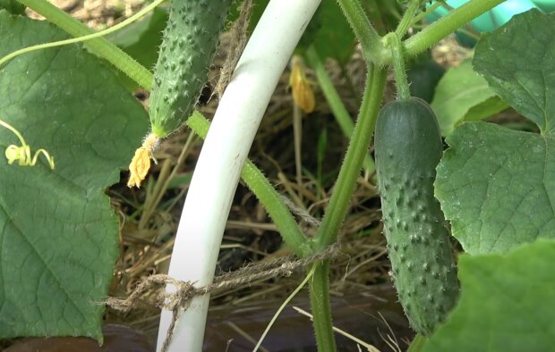 Господині розповіли як виростити гарний урожай огірків із насіння Читайте на Ukr Net