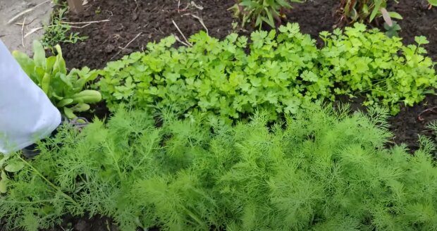 Як посадити петрушку щоб отримати максимальний урожай Читайте на Ukr Net