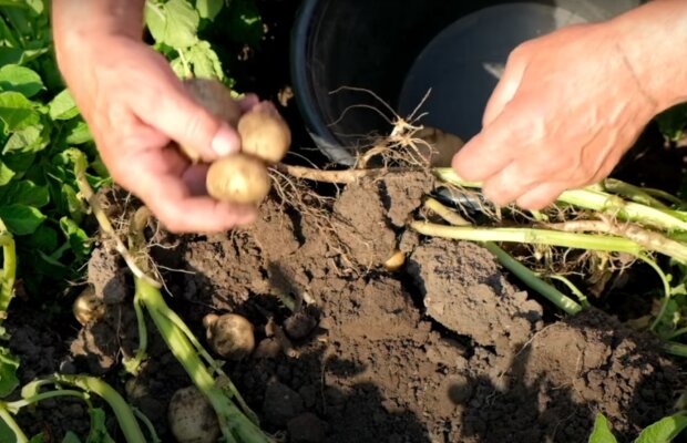 Як посадити картоплю щоб отримати великий урожай Читайте на Ukr Net