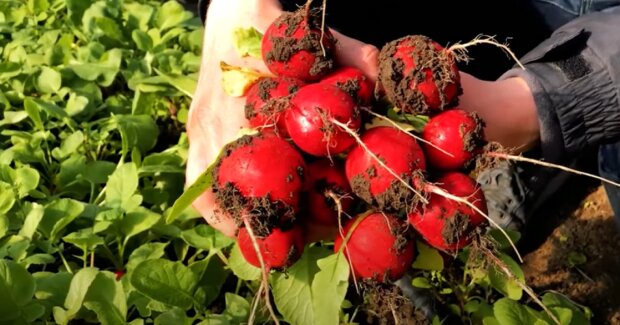 Експерти розповіли коли садити редиску у 2024 році і як її доглядати Читайте на Ukr Net