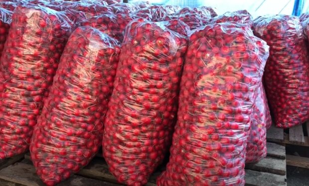 Названо найкращі дати у квітні щоб посадити редиску Читайте на Ukr Net