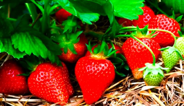 Городникам дали поради як посадити полуницю щоб отримати максимальний урожай Читайте на Ukr Net