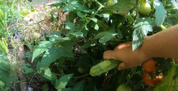Городники розповіли як без проблем виростити огірки із насіння Читайте на Ukr Net