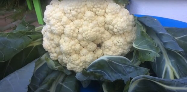 Господині поділилися як успішно виростити цвітну капусту вдома Читайте на Ukr Net