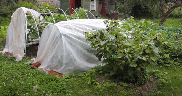 Як посадить капусту та огірки щоб отримати максимальний урожай Читайте на Ukr Net