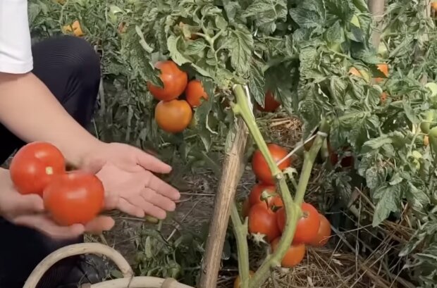 Городникам розповіли які овочі не можна садити поруч щоб отримати хороший урожай Читайте на