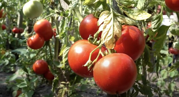 Городникам розповіли як виростити смачні та мʼясисті помідори Читайте на Ukr Net