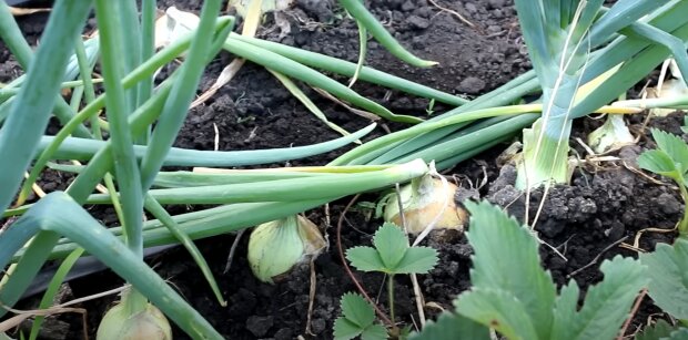 Фермер розповів чим підживити цибулю у червні щоб отримати щедрий урожай Читайте на Ukr Net