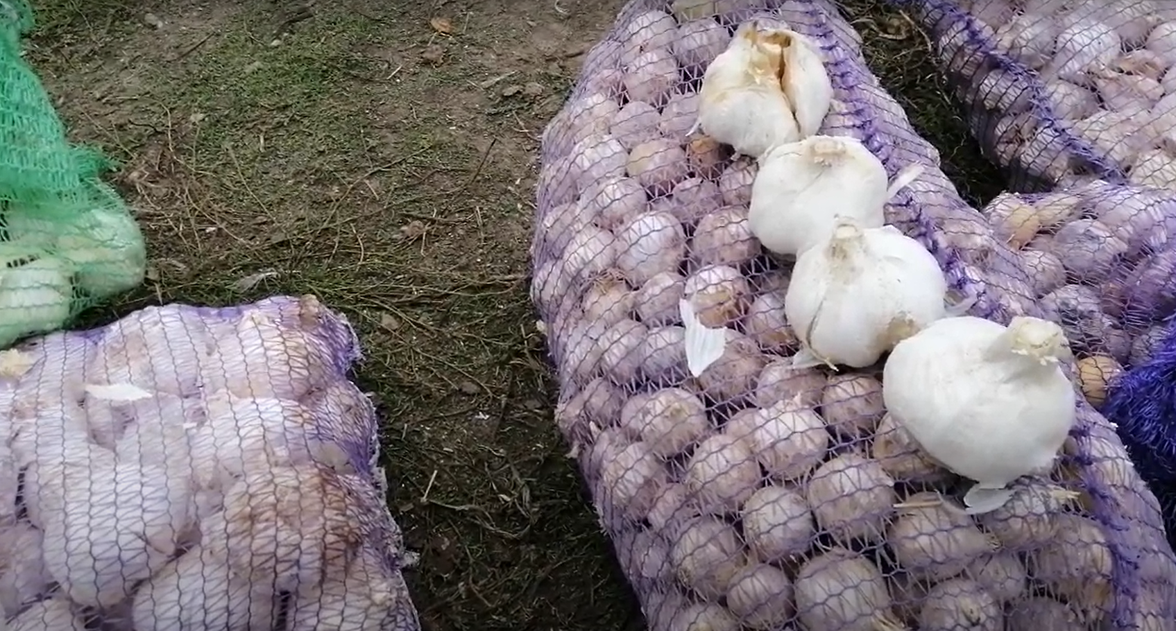 Понад 200 гривень за кілограм у магазинах переписали ціни на базовий овоч Politeka